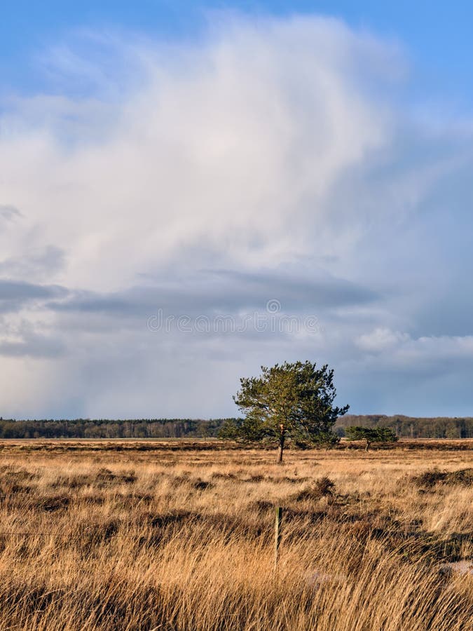 Dramatic Cloudscape Over Dutch Heathland with Lone Trees in Winter ...