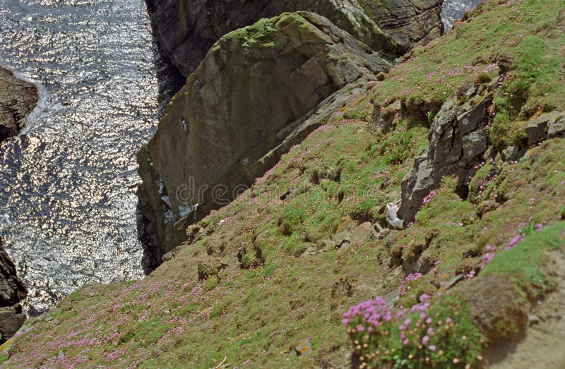 Dramatic coast, Shetland stock image. Image of cloud - 55564443