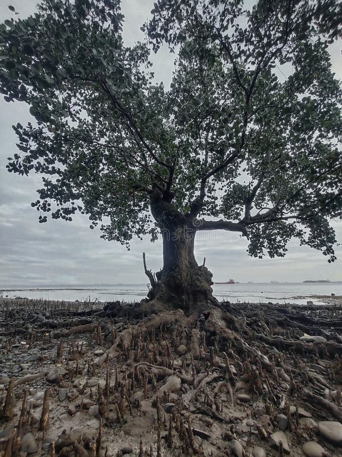 Dramatic Coastal Tree with a Moody Sky on a Receding Beach Stock Image ...