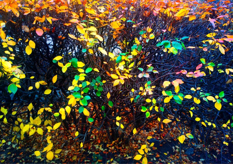 Dramatic Colorful Fall Leaves Nature Background Stock Image - Image of ...