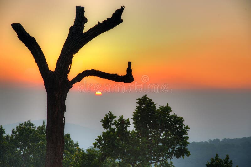 Tree Art in the Netarhat Forest Stock Image - Image of tree, meadows ...