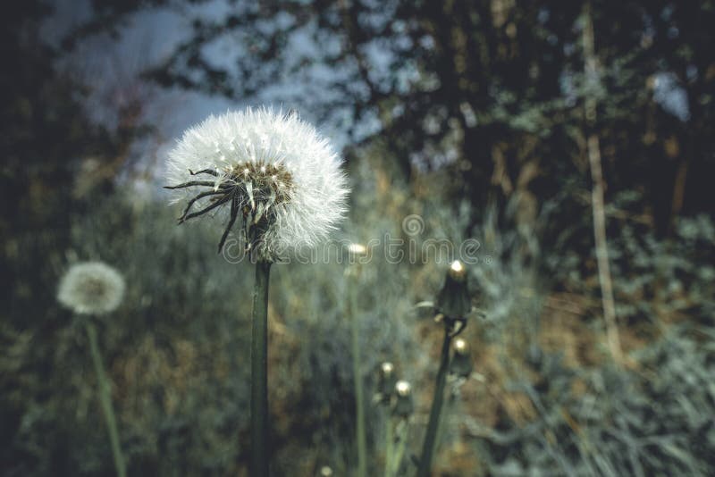 Dandelion in Close-up, Landscape Background Stock Photo - Image of ...