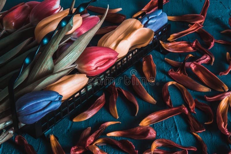 Dramatic Composition of Tulips in a Basket of Metal Stock Image - Image ...