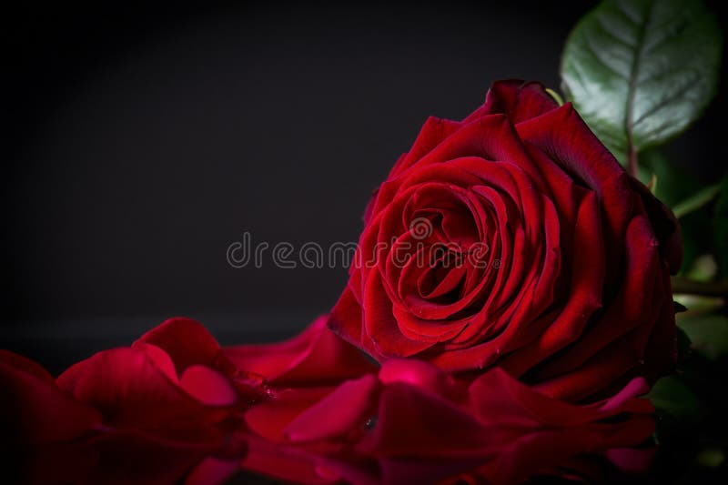 Deepred Rosepetals Stock Illustrations – 11 Deepred Rosepetals Stock ...