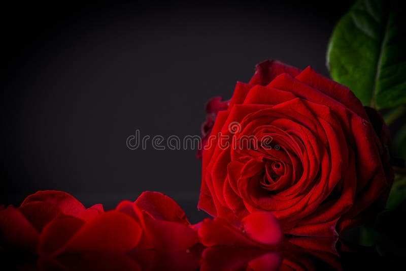 Deepred Rosepetals Stock Illustrations – 11 Deepred Rosepetals Stock ...