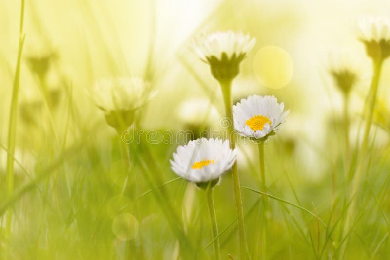 Dramatic daisy scene stock image. Image of summer, wallpaper - 53876019