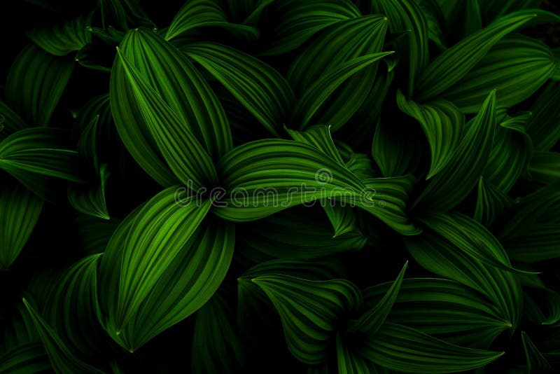Dramatic Dark Background of Green Plant Leaves Stock Illustration ...