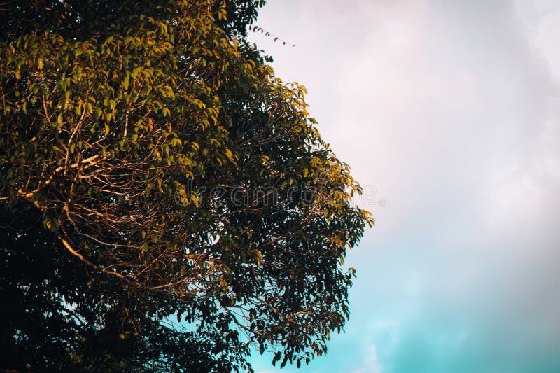 Dramatic Dark Landscape View of Tree Branches Stock Photo - Image of ...