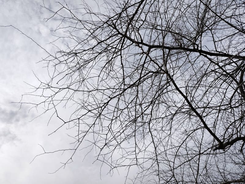 Dramatic Dark Tree Silhouettes with Bare Branches Against Grey White ...