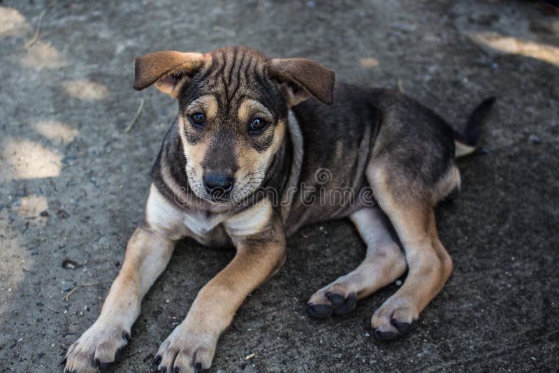 Dramatic dog stock image. Image of nature, natural, animal - 51794821