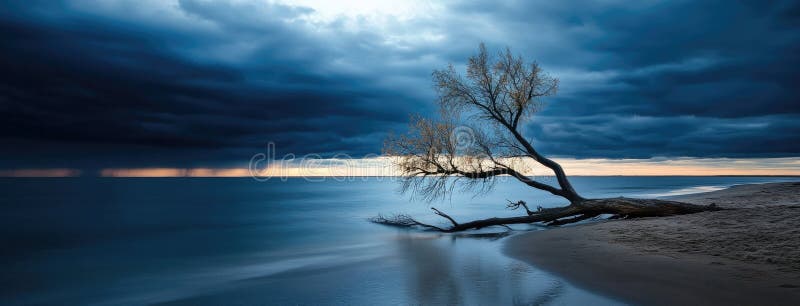 A Dramatic Fallen Tree on the Shore Frames a Stunning Beach and Stormy Sea, All Lit by Golden ...
