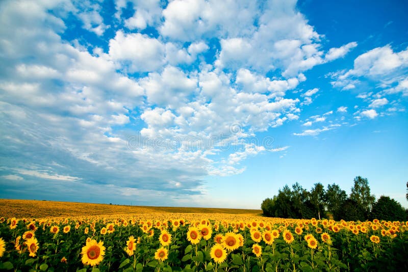 Dramatic flower stock image. Image of blue, copy, outdoors - 6439259
