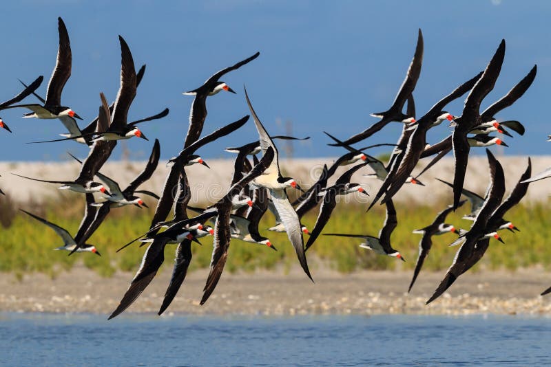 Dramatic Flock of Black Skimmers Making a Turn at Stump Pass, Florida ...