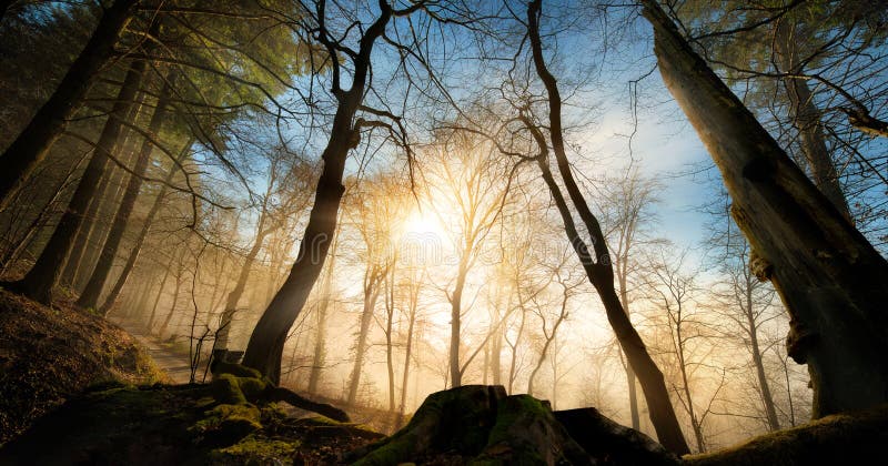 Dramatic Forest Composition with Bare Trees Stock Image - Image of ...