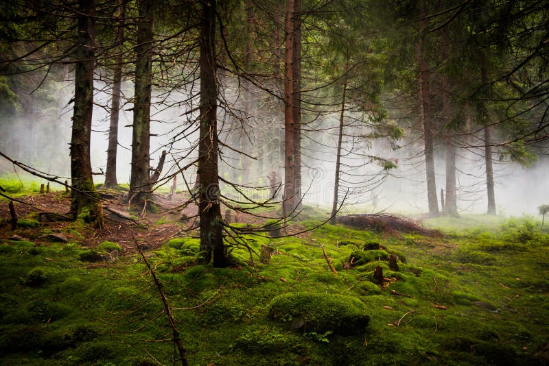 Forest landscape stock image. Image of thick, forest, nature - 7352245