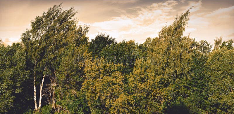Dramatic Forest Landscape with Windy Trees Stock Image - Image of ...