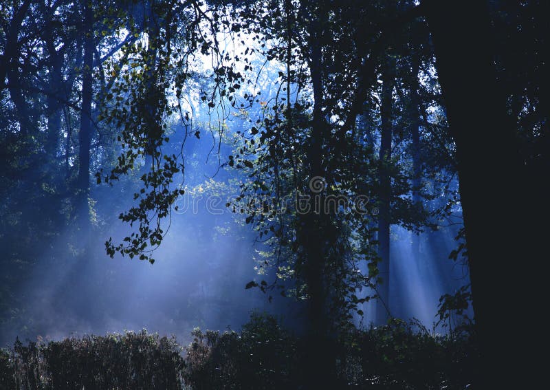 Dramatic Forest Mist stock image. Image of blue, primal - 1308023