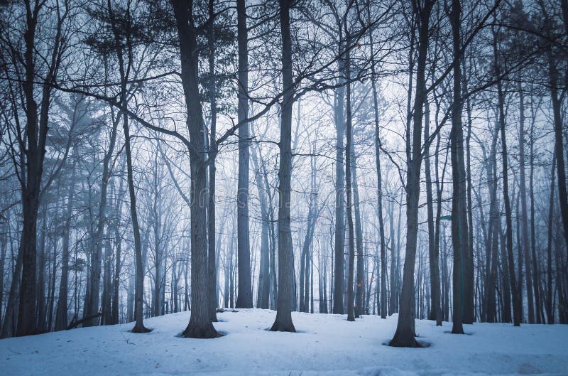 Dramatic Forest Trees at Winter Dawn Stock Image - Image of winter ...
