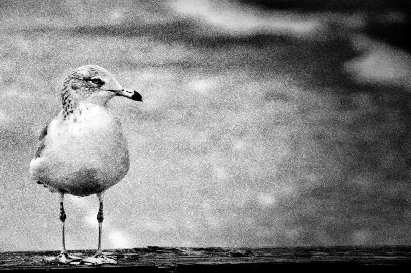 Dramatic and Grainy Image of a Sea Bird - Background, Texture, Slide ...