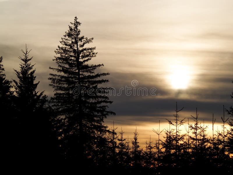Dramatic Gray Sunset, Sad Mood Stock Photo - Image of forest, misty ...
