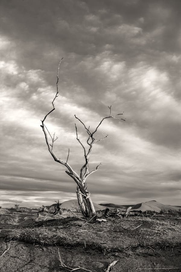 Dramatic Image of Barren Tree. Stock Image - Image of barren, desert ...
