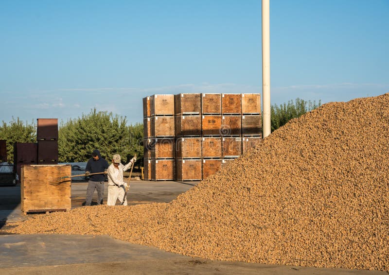 Dramatic Image of Man Working on a Almond Processing Plant with a Pile ...
