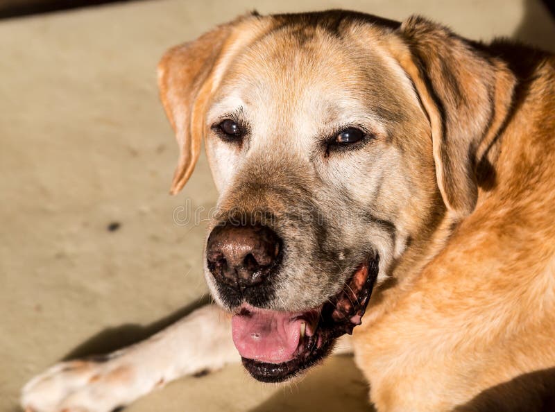 Dramatic Image of Old Yellow Lab Cute and Looking into Camera with His ...