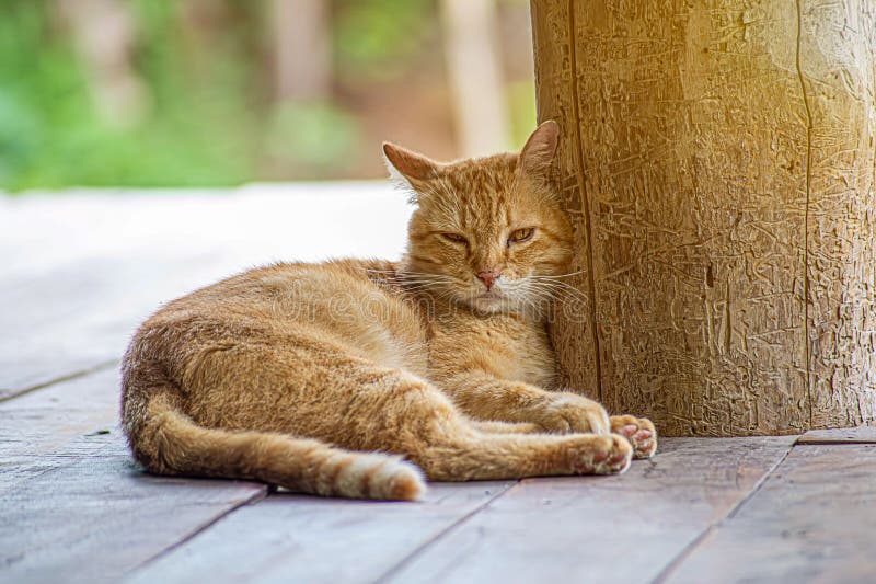 Dramatic Image of Resting Orange Tabby Cat Looking into Camera Outside ...