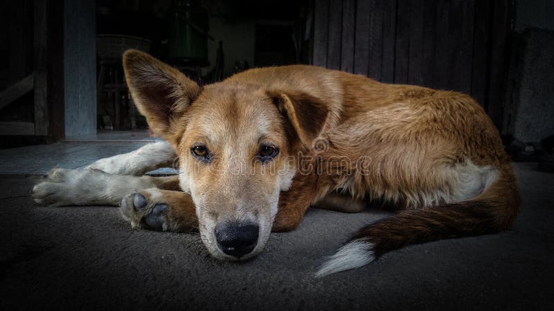 Dramatic Image of Sad a Dog Stock Image - Image of domestic, friendship ...