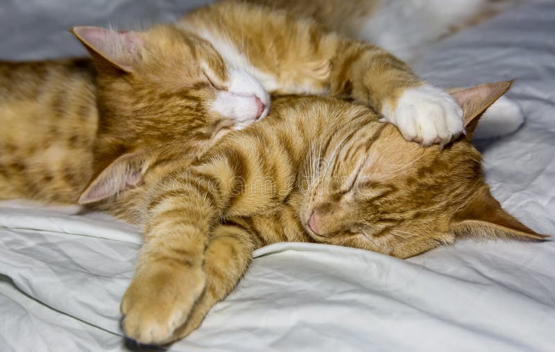 Dramatic Image of Two Kittens Laying Down Together with One Leg Over ...