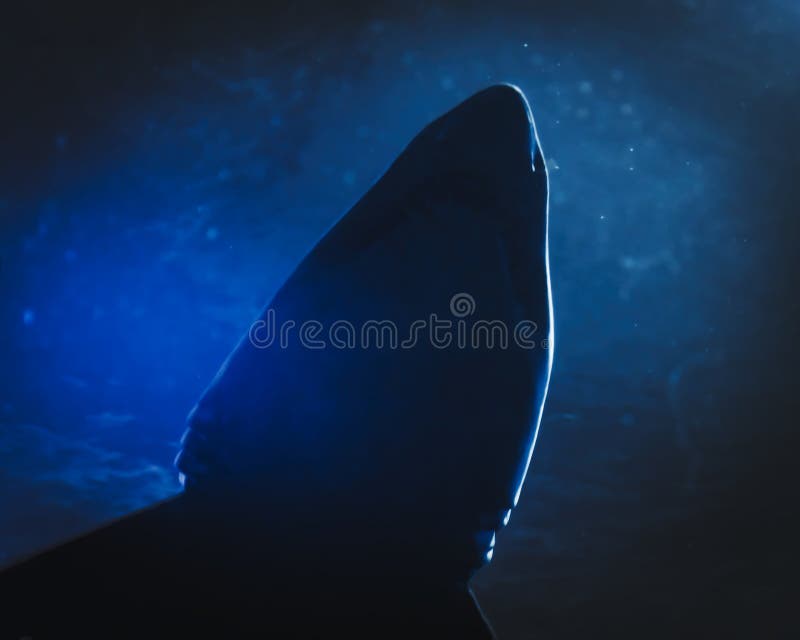Underwater View from Below Underneath a Sand Tiger Shark in Blue Water ...