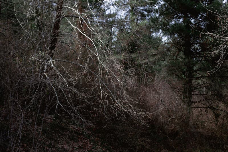 Exposed fallen tree roots stock image. Image of australia - 117874111