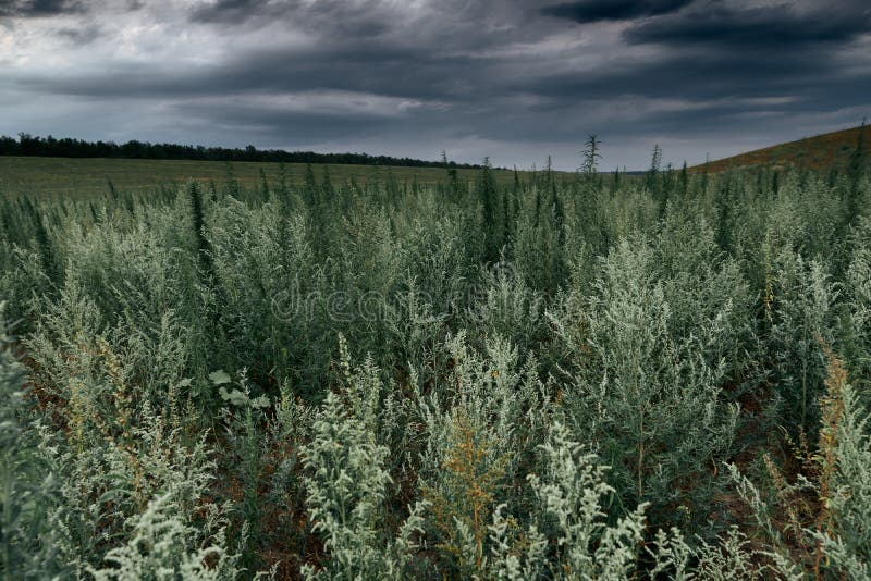Dramatic Landscape with Grass and Dark Sky Stock Image - Image of grass ...