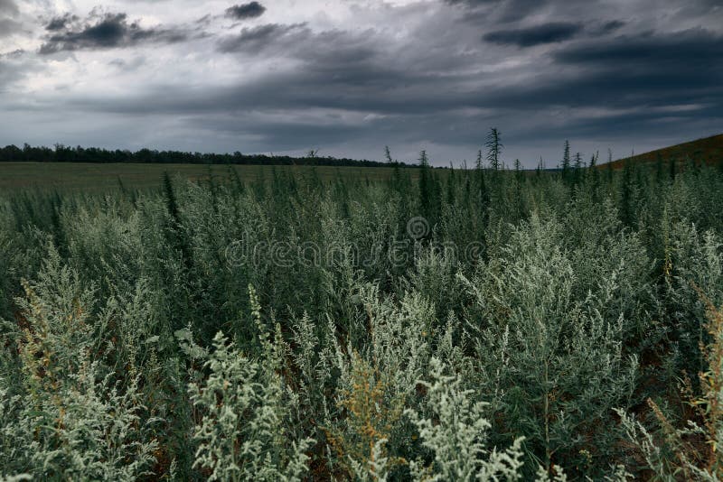 Dramatic Landscape with Grass and Dark Sky Stock Image - Image of ...