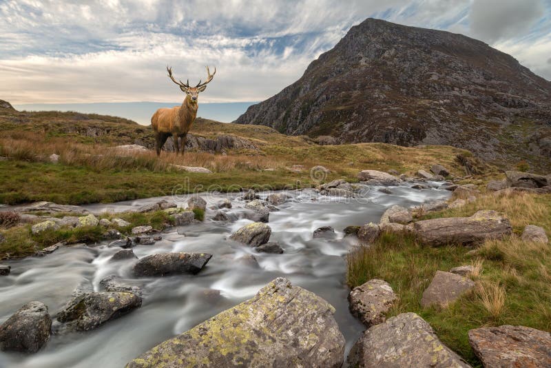 Dramatic Landscape Image of Red Deer Stag by River Flowing Down Stock ...