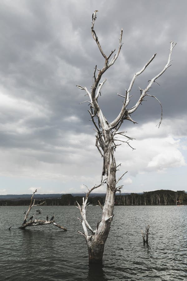 Dramatic Landscape with Old Dried Tree in Water Stock Photo - Image of ...