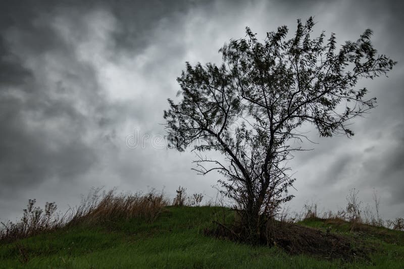 Dramatic Landscape, a Tree Against a Dark Stormy Sky, Rain and Wind ...