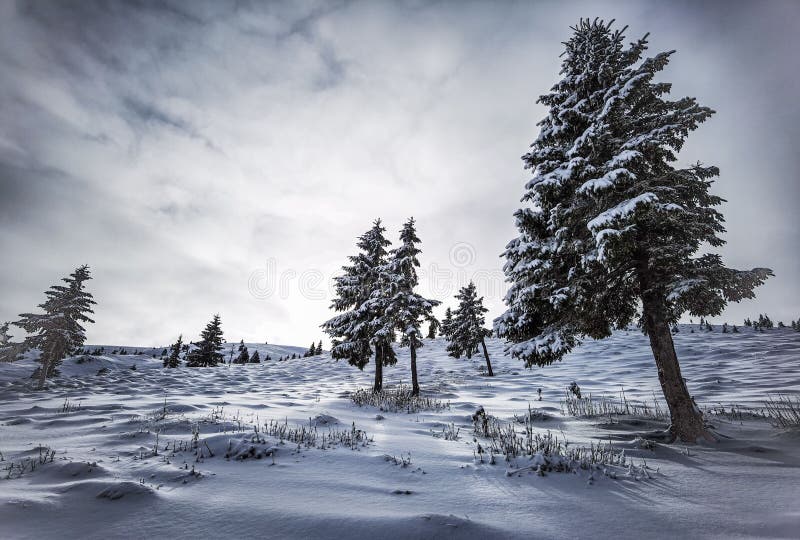Dramatic Landscape of White Snowy Mountain with Trees Stock Image ...