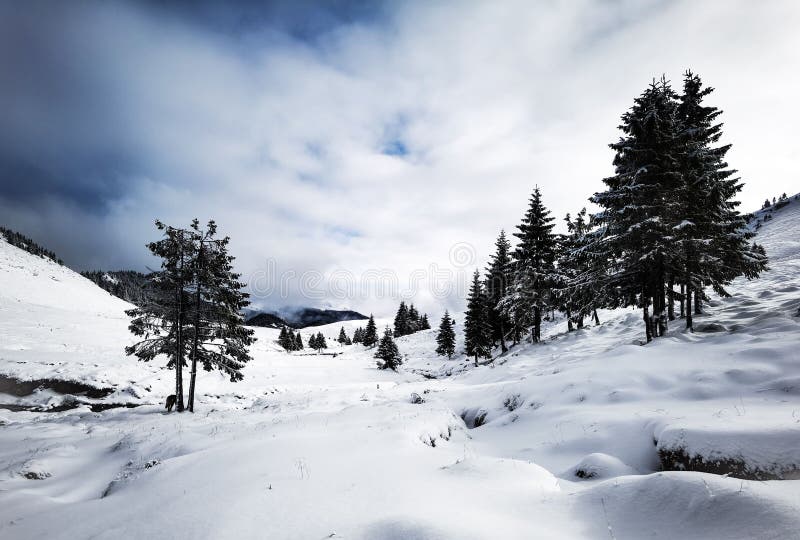 Dramatic Landscape of White Snowy Mountain with Trees Stock Photo ...