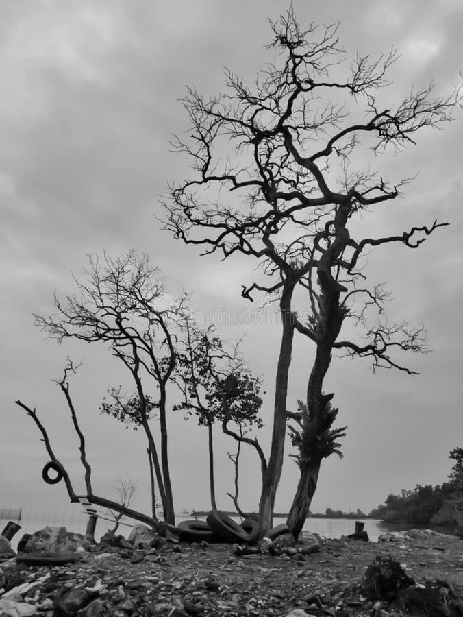 Dramatic leaflees tree stock image. Image of autumn - 306208263