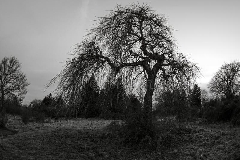 A Dramatic Leafless Tree in Black and White, Creating a Moody and Eerie ...
