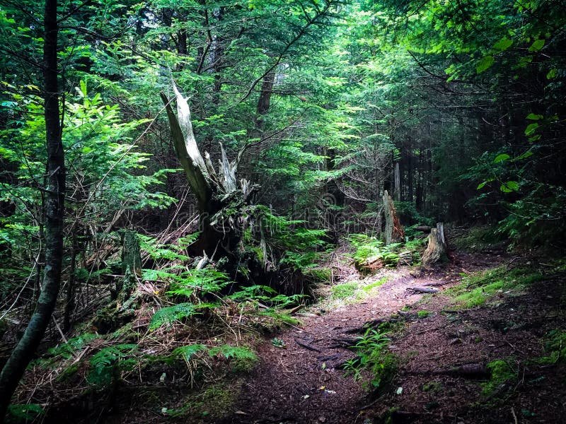 Dramatic Light on a Lightning Struck Tree in a Forest Clearing Stock ...