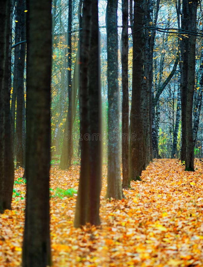 Dramatic Light at Fall Forest Landscape Background Stock Image - Image ...