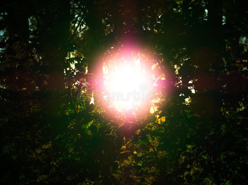 Dramatic Light Leak Coming through Tree Leaves Stock Photo - Image of ...