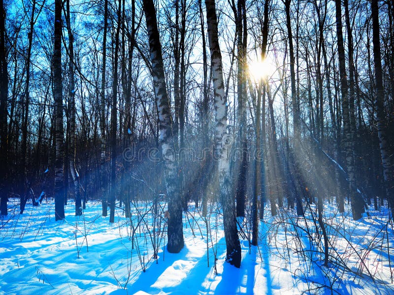 Dramatic Light Rays in Winter Park Backdrop Stock Photo - Image of ...
