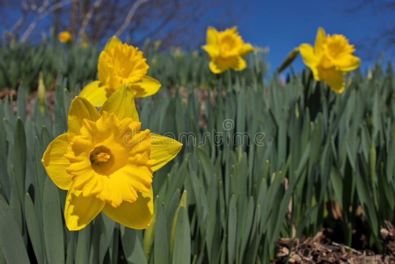 Dramatic Low Angle Close Up of Bright Yellow Daffodils in Garden on a ...