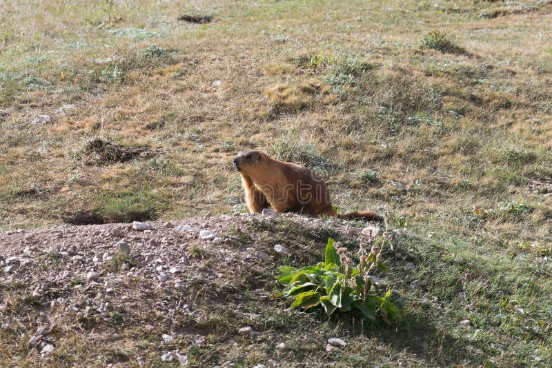 Dramatic marmot in Pamir stock photo. Image of travel - 167630198