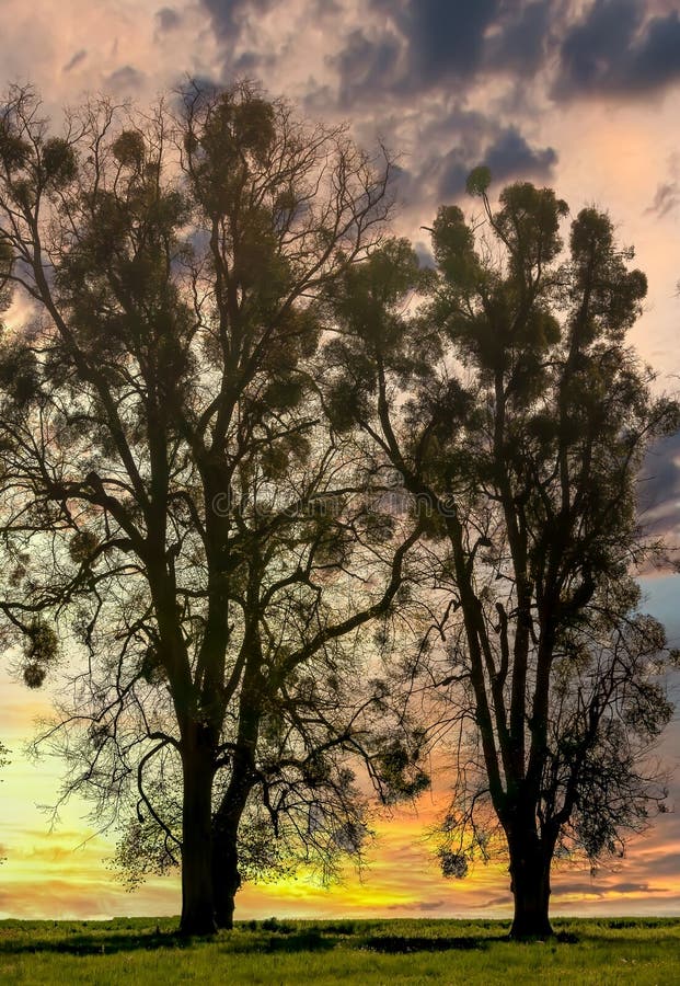 Dramatic Mistletoe in Sunset, Viscum Album Stock Photo - Image of ...