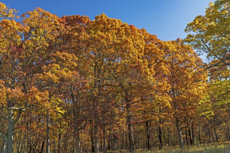 Dramatic Oak Trees in the Fall Stock Image - Image of preserve, leaf ...