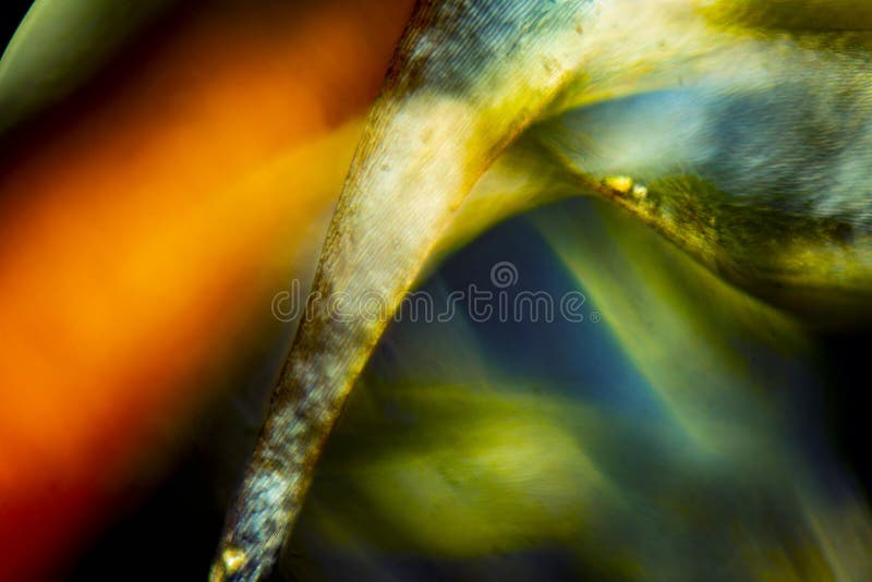 Dramatic Pattern in an Abstract Micrograph of Moss Leaves Stock Image ...